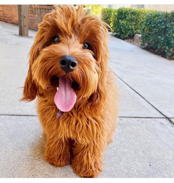 Mini Goldendoodle Size Guide - Teacup, Toy, or Mini? - We Love Doodles