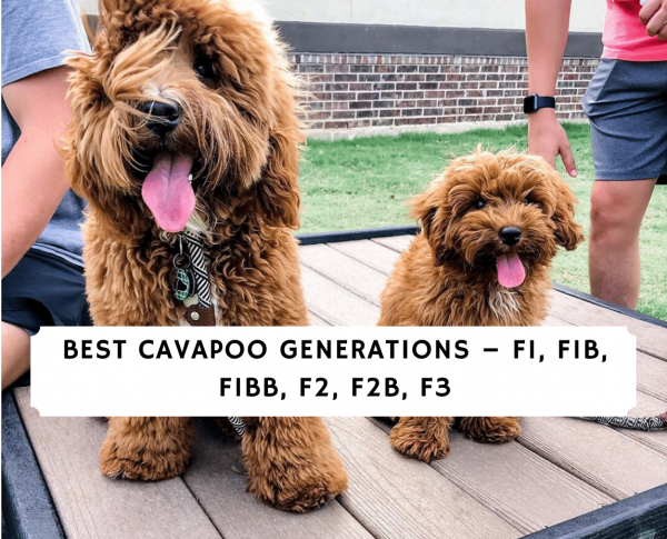 Best Cavapoo Generations - F1, F1B, F1BB, F2, F2B, F3! - We Love Doodles