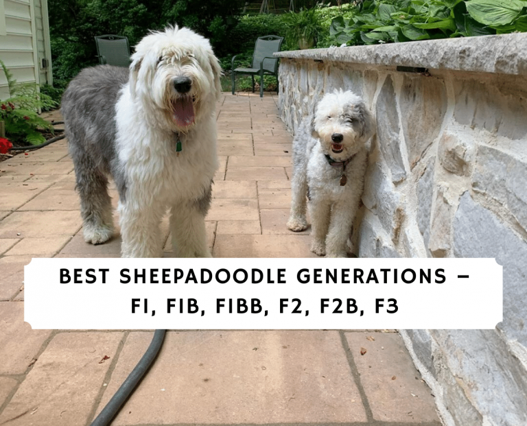Best Sheepadoodle Generations (2022) - F1, F1B, F1BB, F2, F2B, F3 - We ...