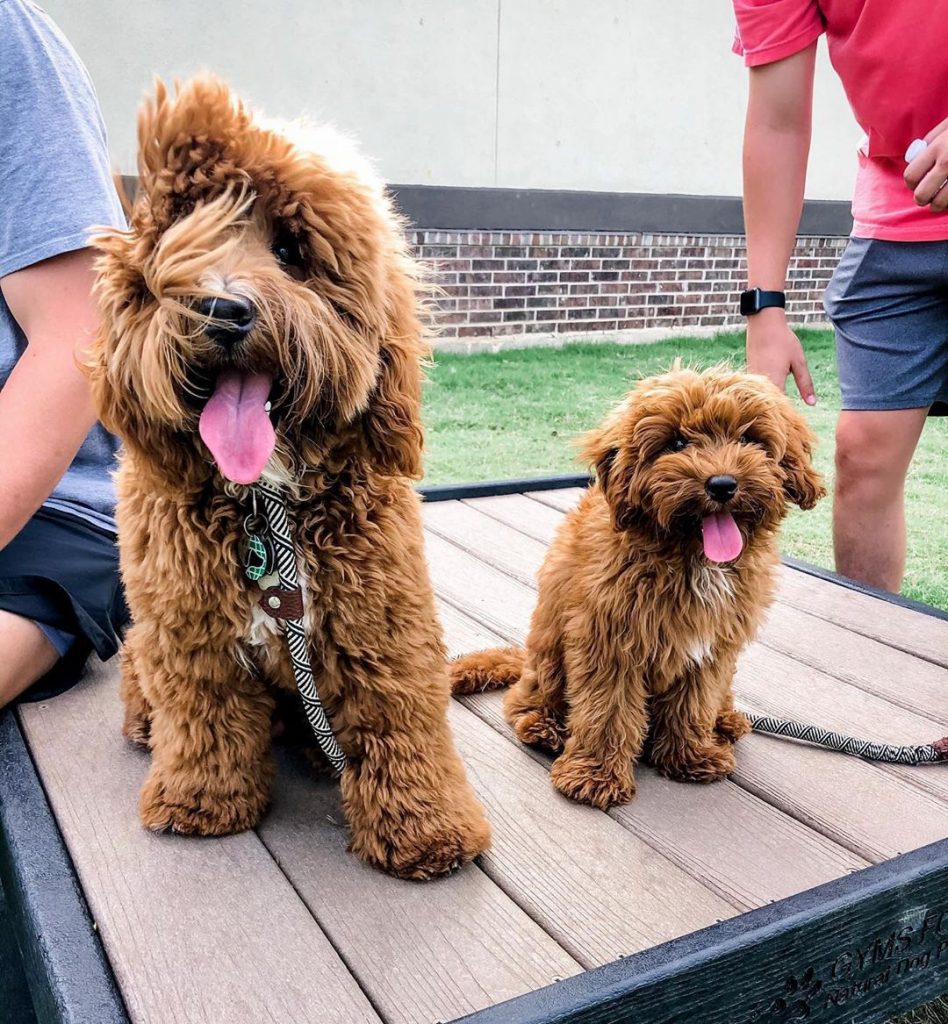 Best Cavapoo Generations - F1, F1B, F1BB, F2, F2B, F3! - We Love Doodles