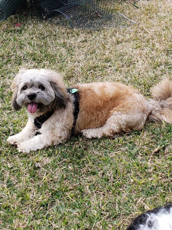 Top 8 Rescue Goldendoodles for Adoption – Puppies / Retired!
