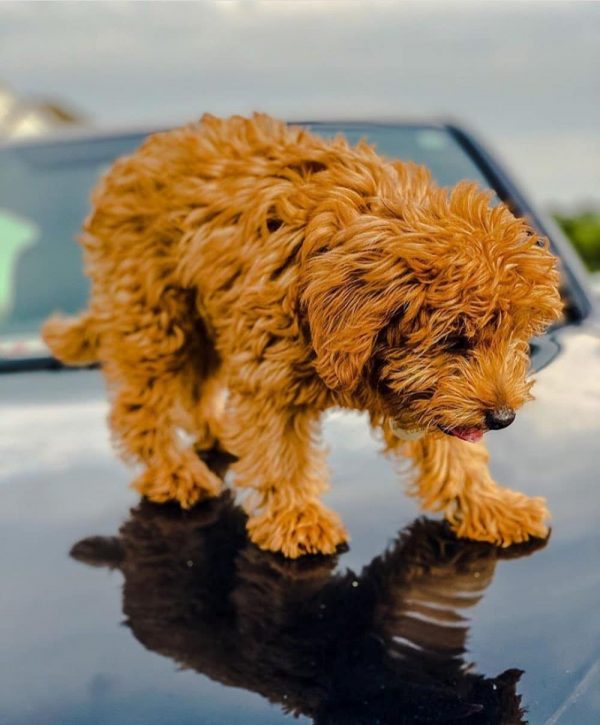 The Ultimate Double Doodle Guide!