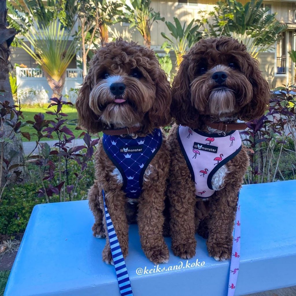 Best Cavapoo Generations - F1, F1B, F1BB, F2, F2B, F3! - We Love Doodles