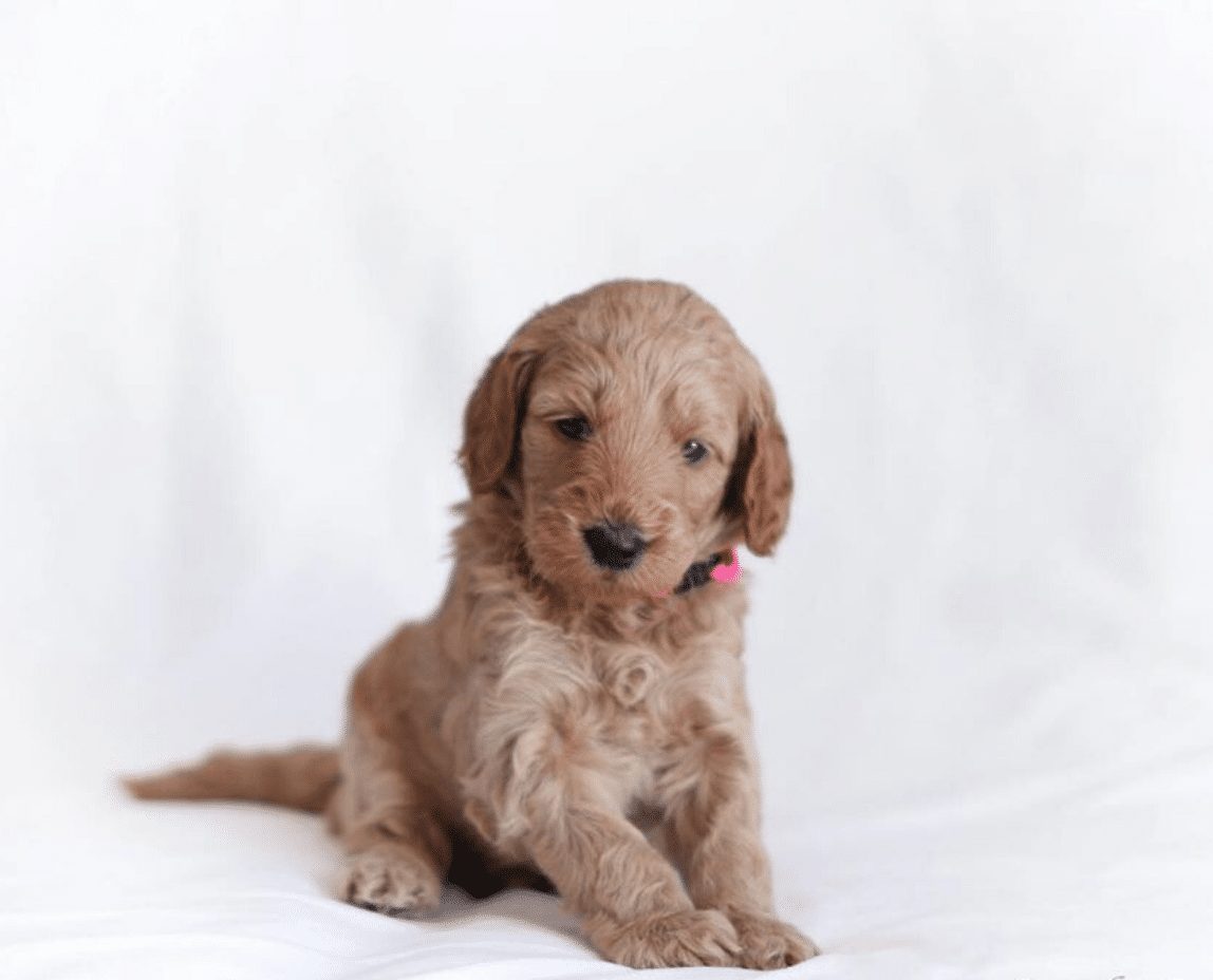 8 Best Goldendoodle Breeders in Florida!