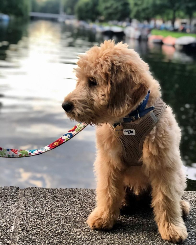 The Ultimate Double Doodle Guide!