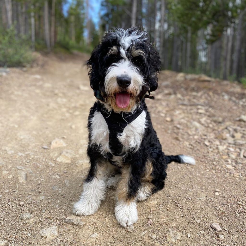 Best Sheepadoodle Generations (2023) - F1, F1B, F1BB, F2, F2B, F3! - We ...