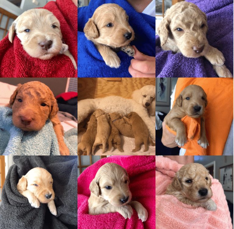 8 Best Goldendoodle Breeders in Florida!