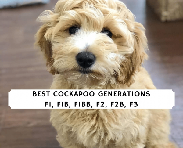 Best Cockapoo Generations - F1, F1B, F1BB, F2, F2B, F3 - We Love Doodles