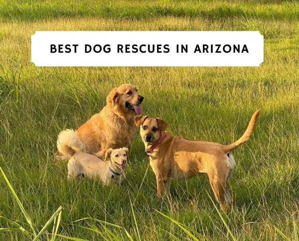 Best Dog Rescue in Arizona (2024) - Top 10 Picks! - We Love Doodles