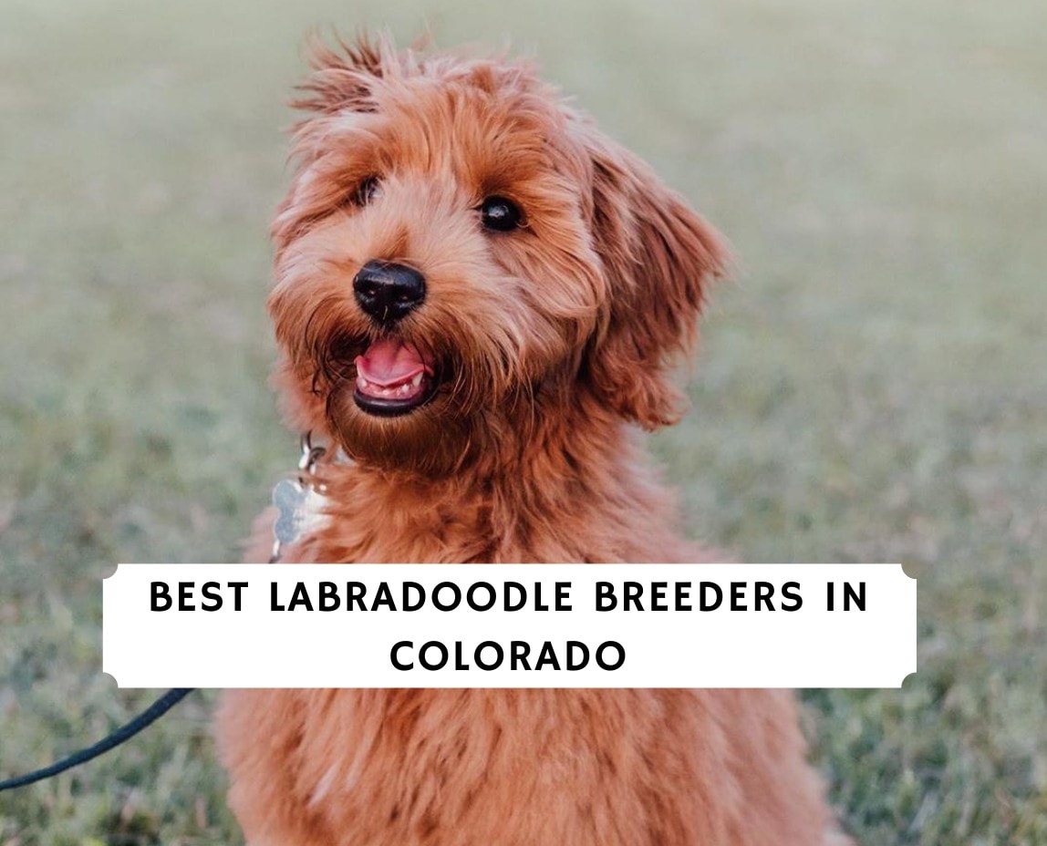 6 Best Labradoodle Breeders in Colorado