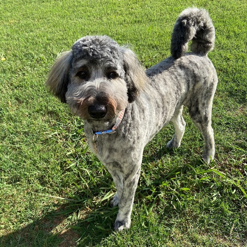 Best Labradoodle Rescue: Our Top 10 Picks! (2024) - We Love Doodles