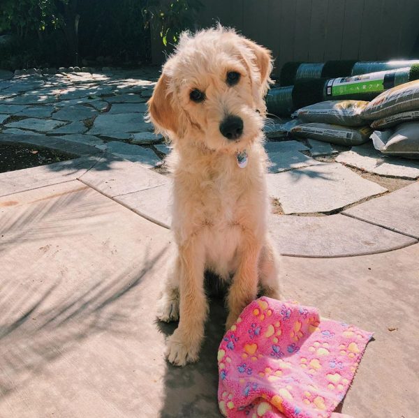 Best Labradoodle Rescue: Our Top 10 Picks! (2024) - We Love Doodles