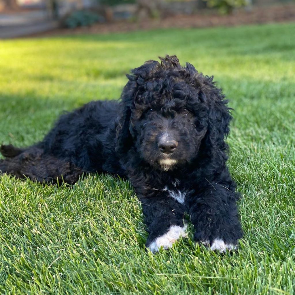 The Best Bernedoodle Rescue: Top 7 Picks!
