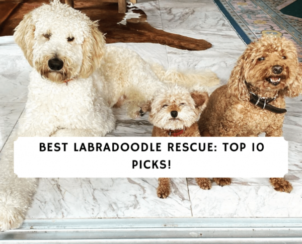 Best Labradoodle Rescue: Our Top 10 Picks! (2024) - We Love Doodles