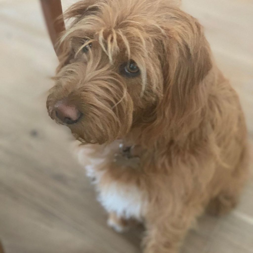 Best Labradoodle Rescue: Our Top 10 Picks! (2024) - We Love Doodles