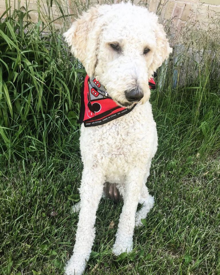 Best Labradoodle Rescue: Our Top 10 Picks! (2024) - We Love Doodles