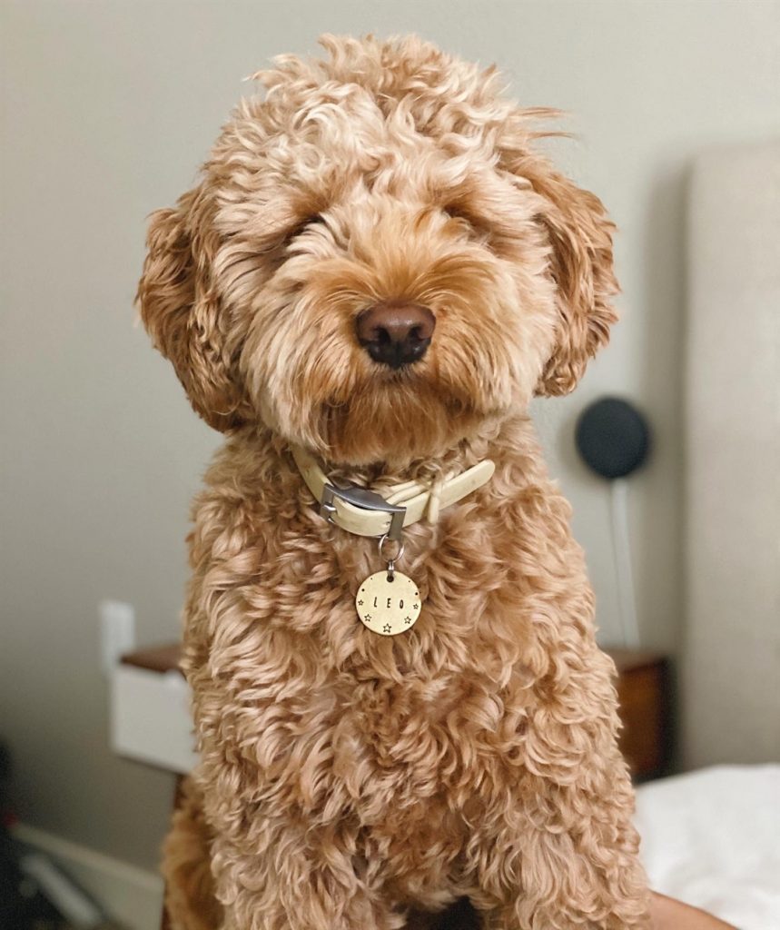 Best Labradoodle Breeders in Texas - Top 5 List! - We Love Doodles