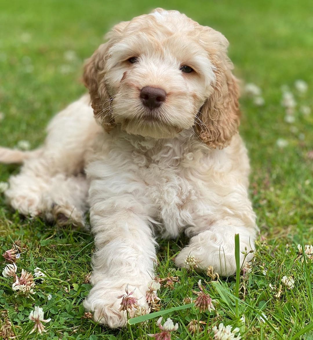 Best Cockapoo Breeders in New York (NY) - Top 5! - We Love Doodles