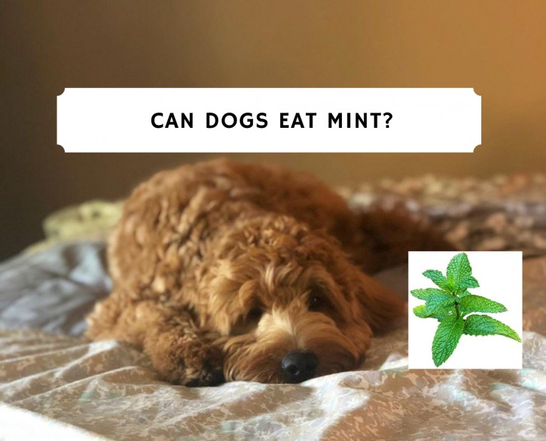 Can Dogs Eat Mint? (2024) - We Love Doodles