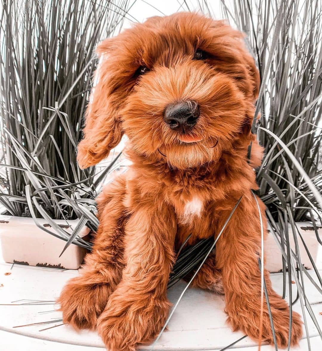 Best Labradoodle Breeders in Florida (FL) - Top 5! - We Love Doodles