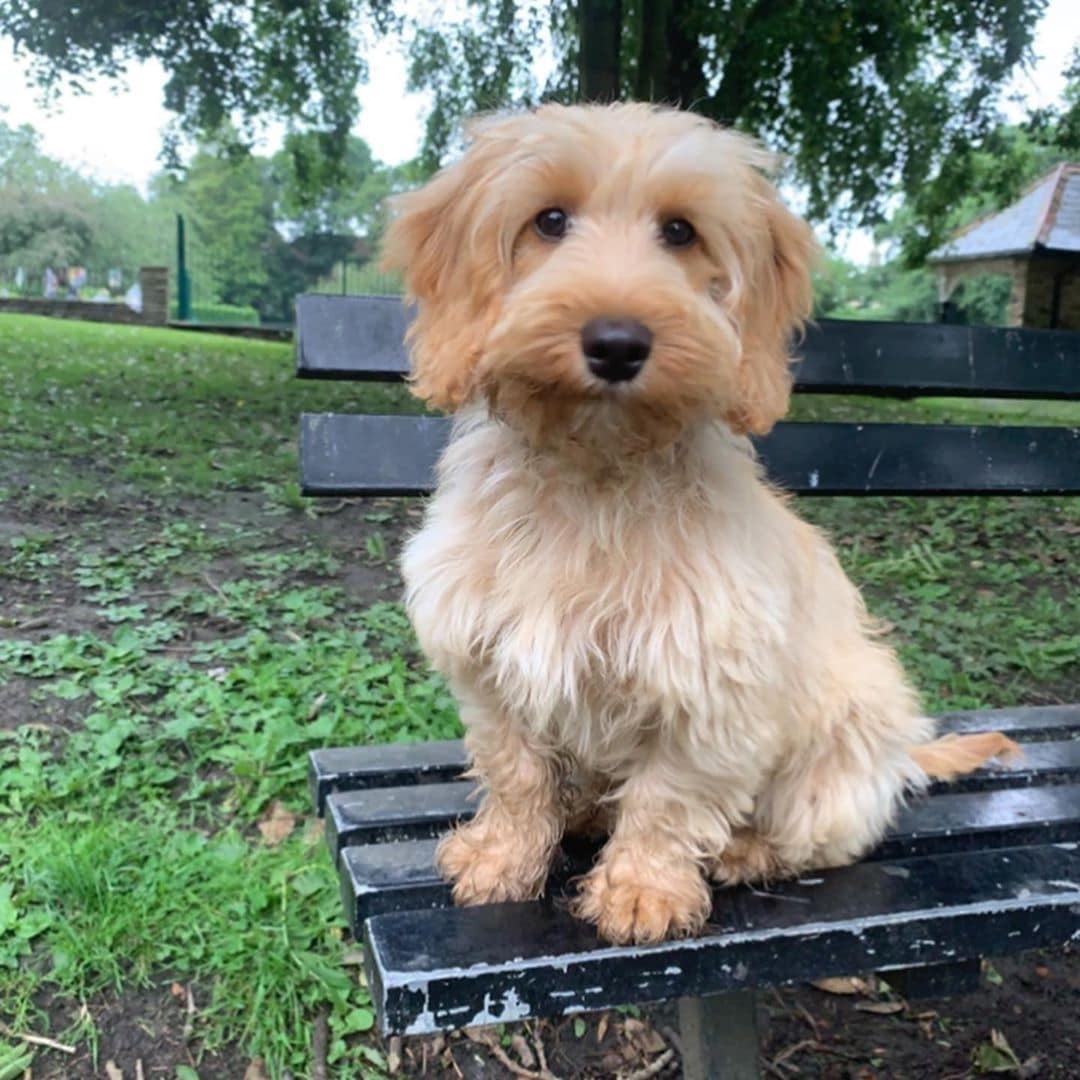 Best Cockapoo Generations - F1, F1B, F1BB, F2, F2B, F3 - We Love Doodles