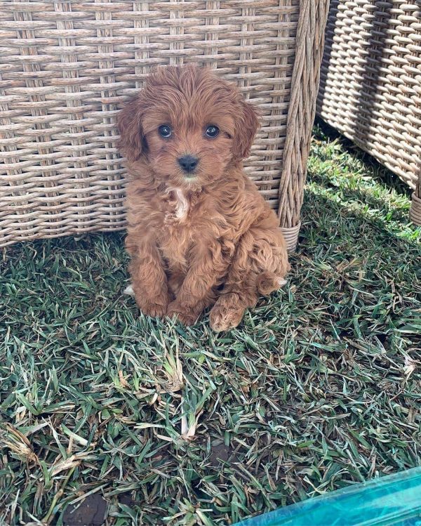 Best Cockapoo Generations - F1, F1B, F1BB, F2, F2B, F3 - We Love Doodles