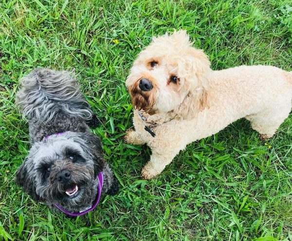 Best Cockapoo Generations - F1, F1B, F1BB, F2, F2B, F3 - We Love Doodles