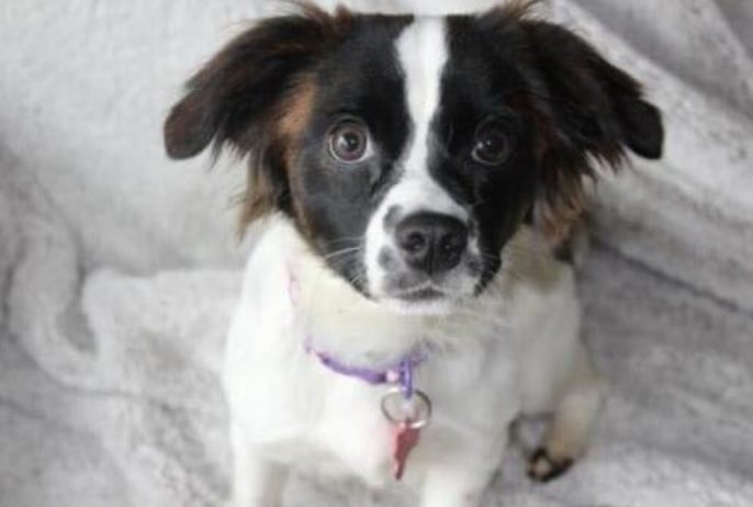 Best Rescue Dogs Minnesota (Mn) - Top 10! - We Love Doodles