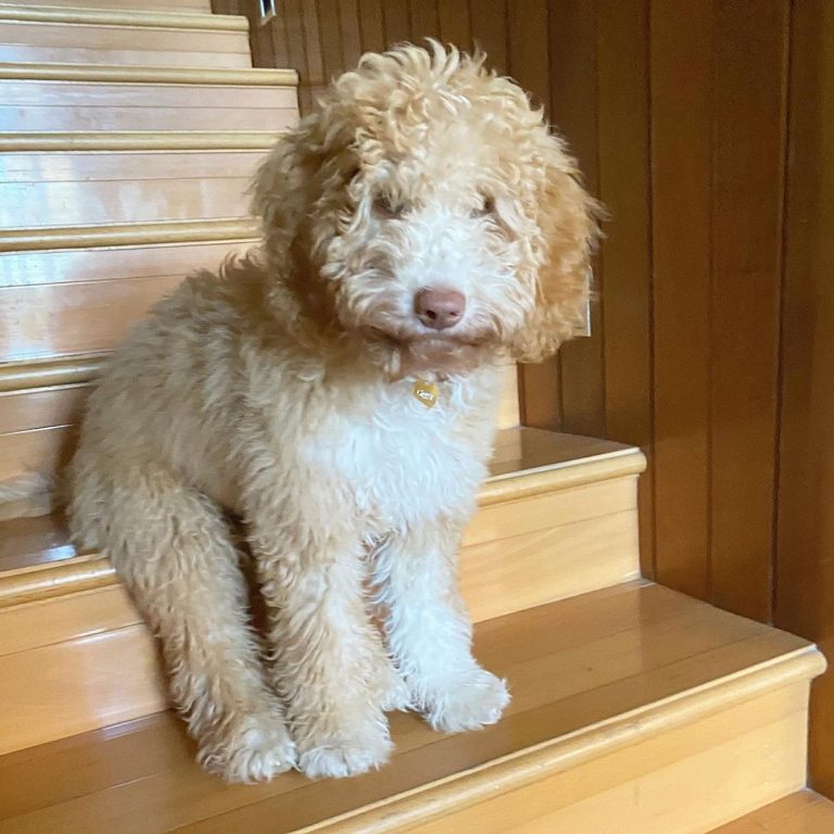 How Much Does a Labradoodle Cost?
