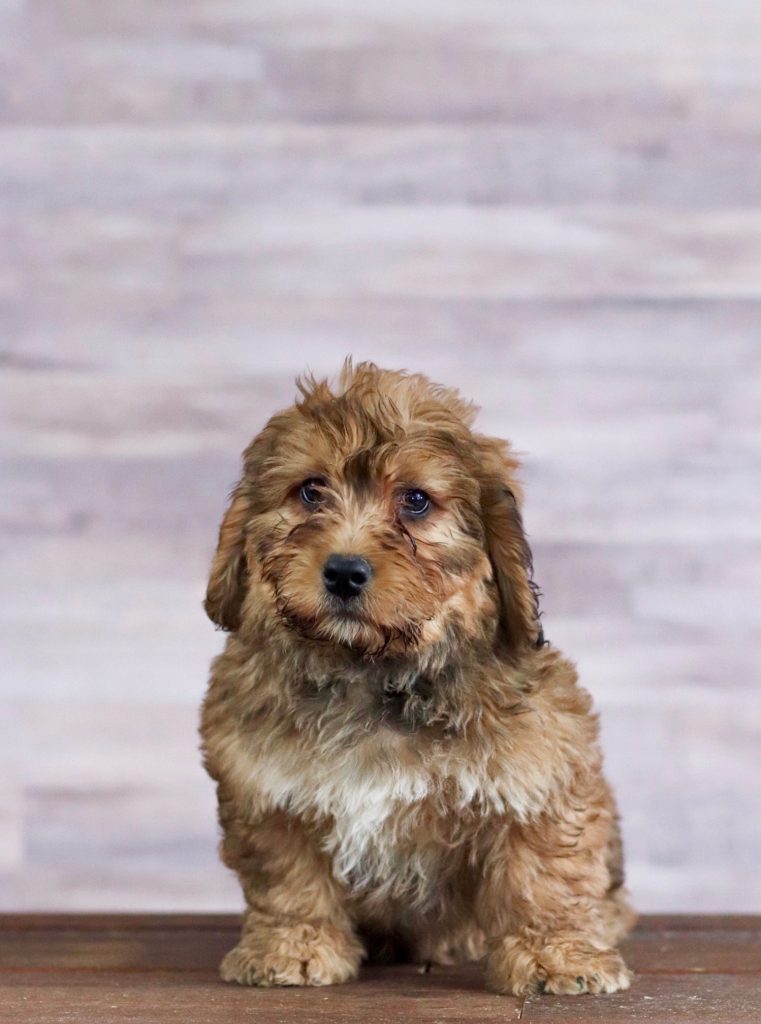 Bernedoodle Breeders in Indiana - Top 5 Picks! - We Love Doodles