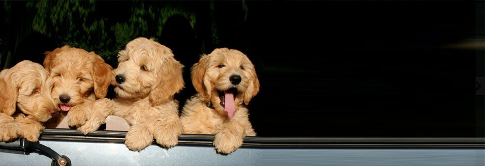 Labradoodle Puppies in Oregon - Top 5 Breeders! - We Love Doodles