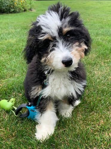 Bernedoodle Puppies in Virginia – Top 5 Breeders!