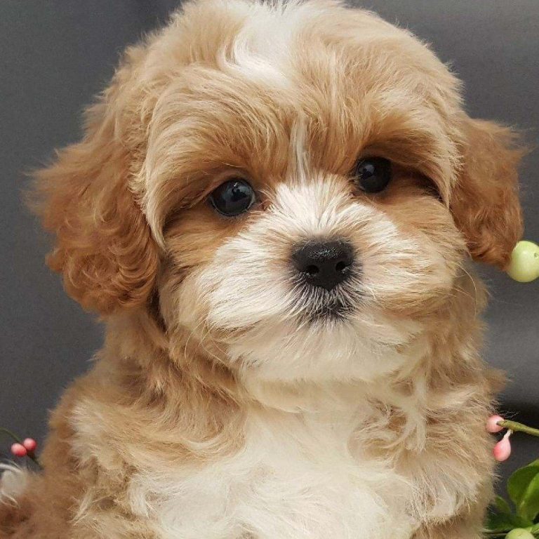 6 Best Cavapoo Breeders in Florida! - We Love Doodles