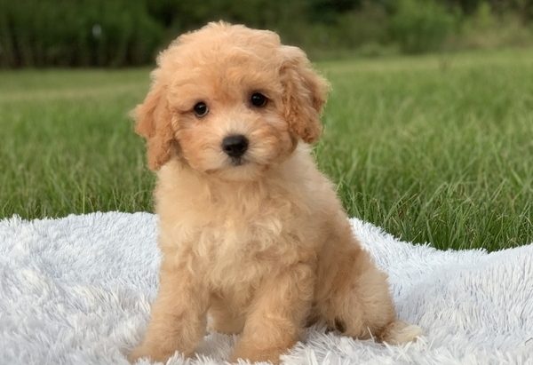 Cavapoo hvalpe i Italien-Top 4 opdrættere (2021) vi elsker Doodles ...