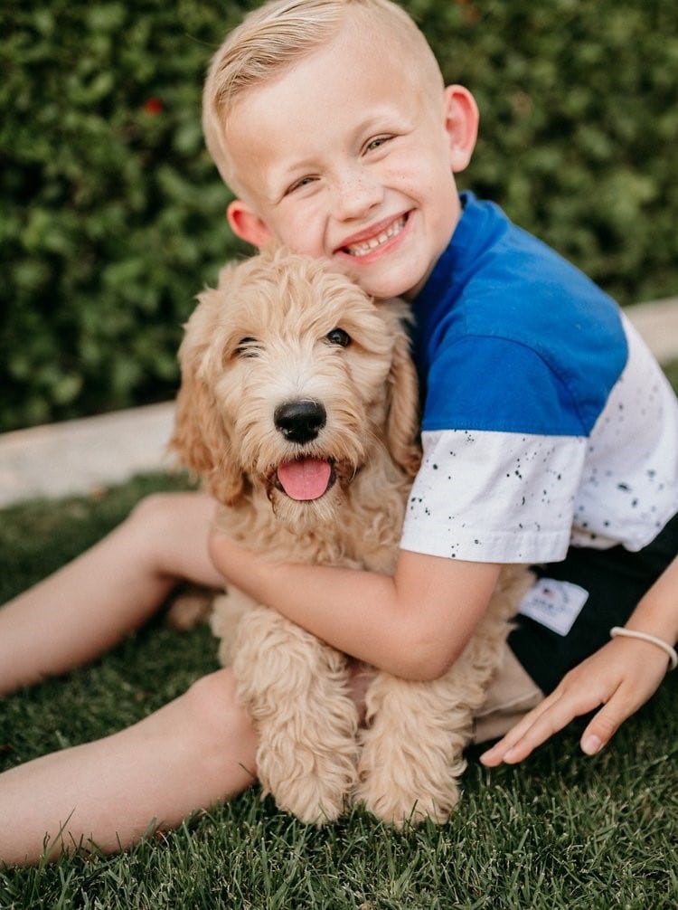 Goldendoodle Puppies in Arizona - Top 5 Breeders! - We Love Doodles