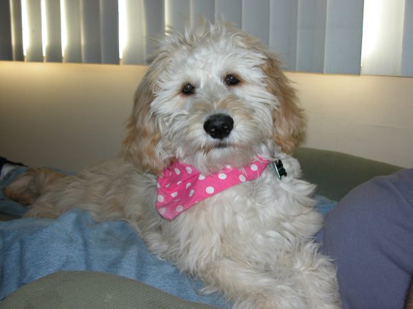 Goldendoodle Puppies In Virginia - Top 6 Breeders! - We Love Doodles