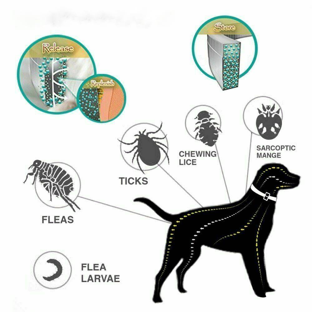 Dewel Flea and Tick Collar Review (2024) - We Love Doodles