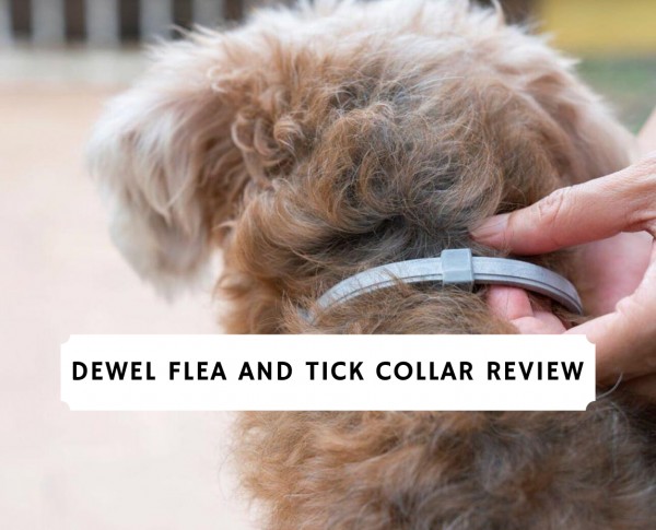 Dewel Flea and Tick Collar Review (2024) - We Love Doodles
