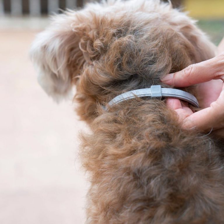 Dewel Flea and Tick Collar Review (2024) - We Love Doodles
