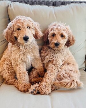 Goldendoodle Puppies in Arizona - Top 5 Breeders! - We Love Doodles