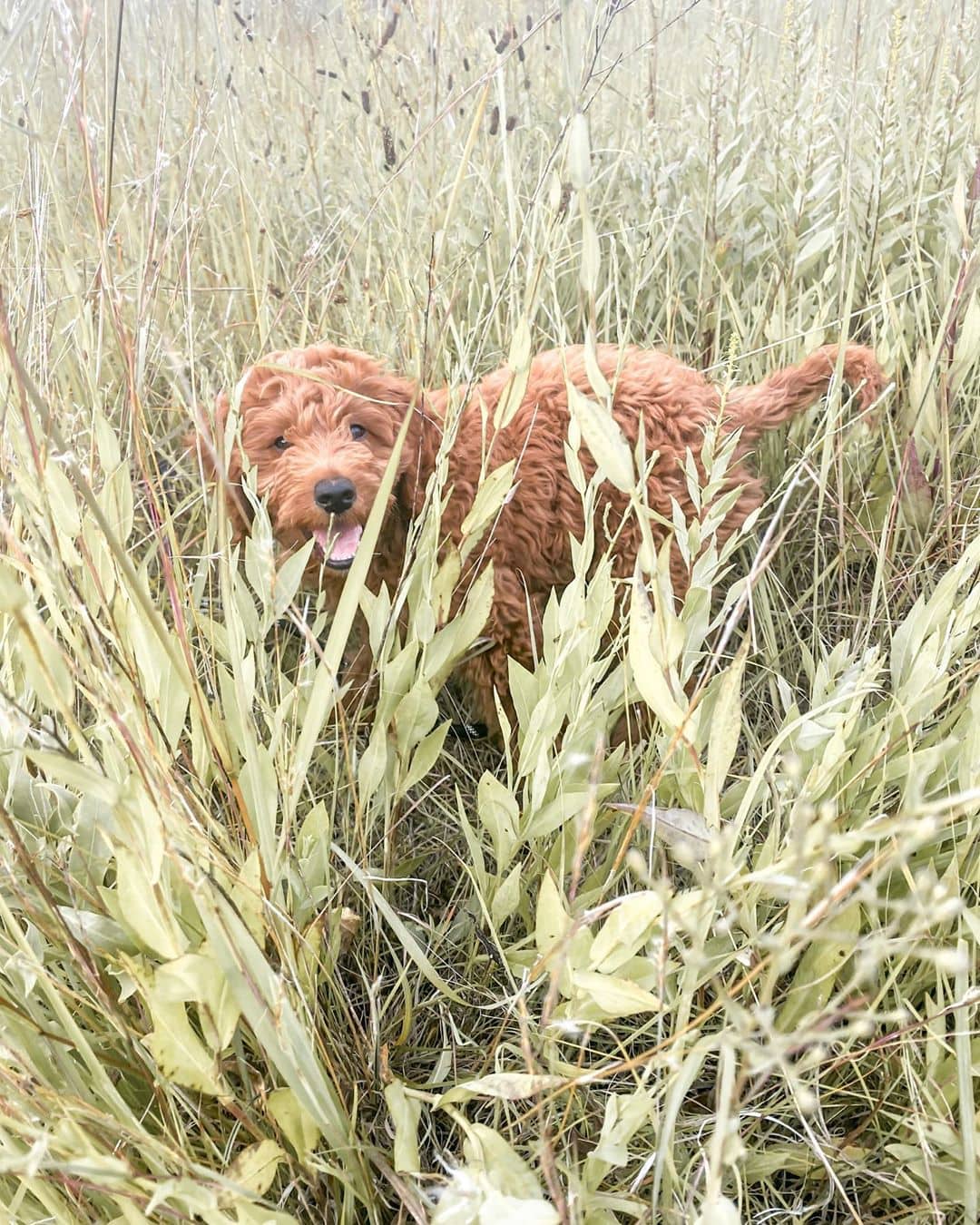 Goldendoodle-Welpen in Arizona - Top 5 Züchter! (2021) | Reef Recovery