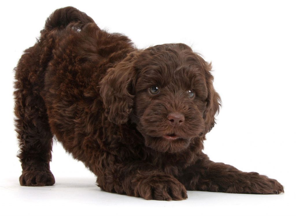 Goldendoodle Uppfödare i Georgia (2021) - Topp 5 val! | Reef Recovery