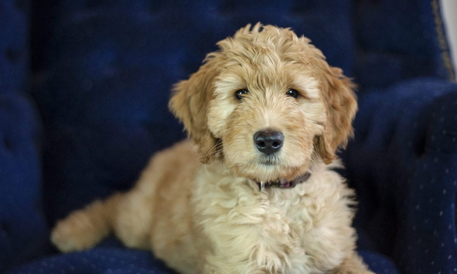 Goldendoodle Puppies in Washington – Top 7 Breeders!