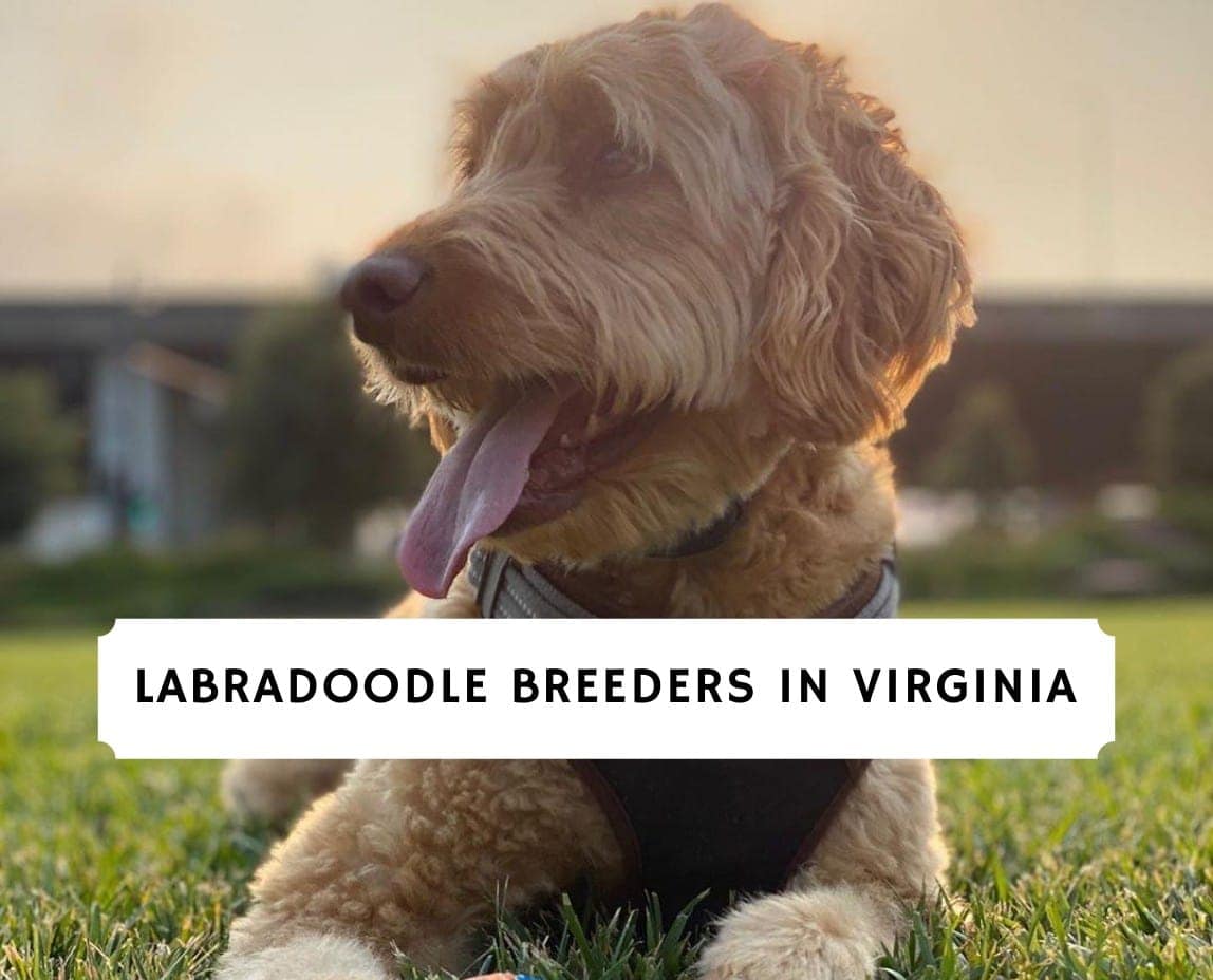 Labradoodle Breeders In Virginia - Top 5 Breeders! - We Love Doodles