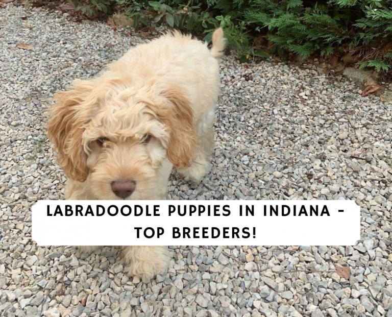 Labradoodle Puppies in Indiana - Top 5 Breeders - We Love Doodles