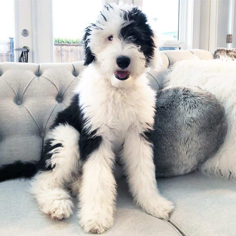 Best Sheepadoodle Rescues for Adoption – Top 5 Picks! Best Sheepadoodle Rescues for Adoption – Top 5 Picks!