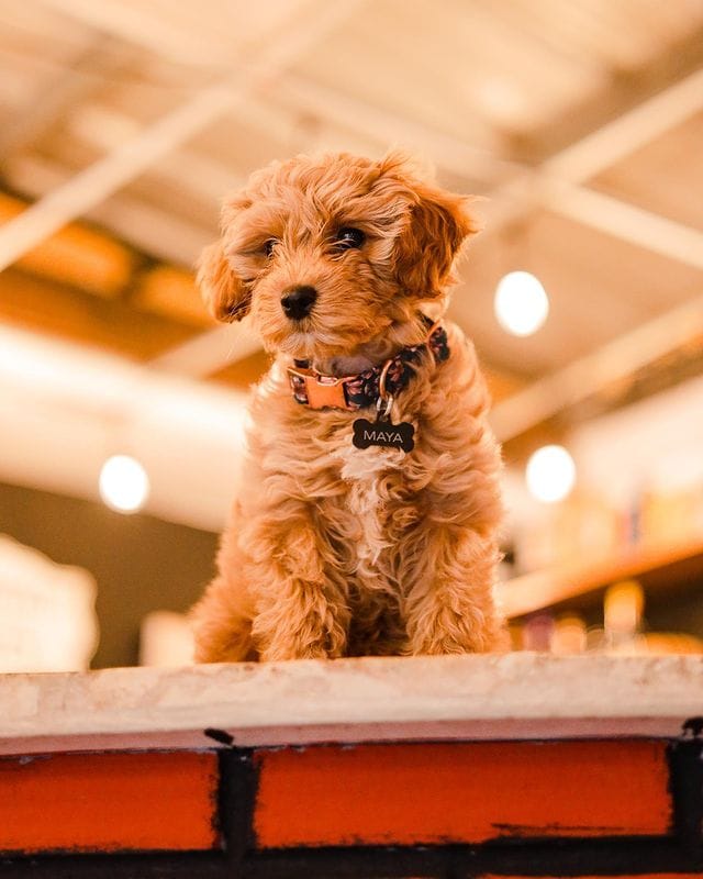 Cavapoo Puppies in Texas - Top 6 Breeders! - We Love Doodles