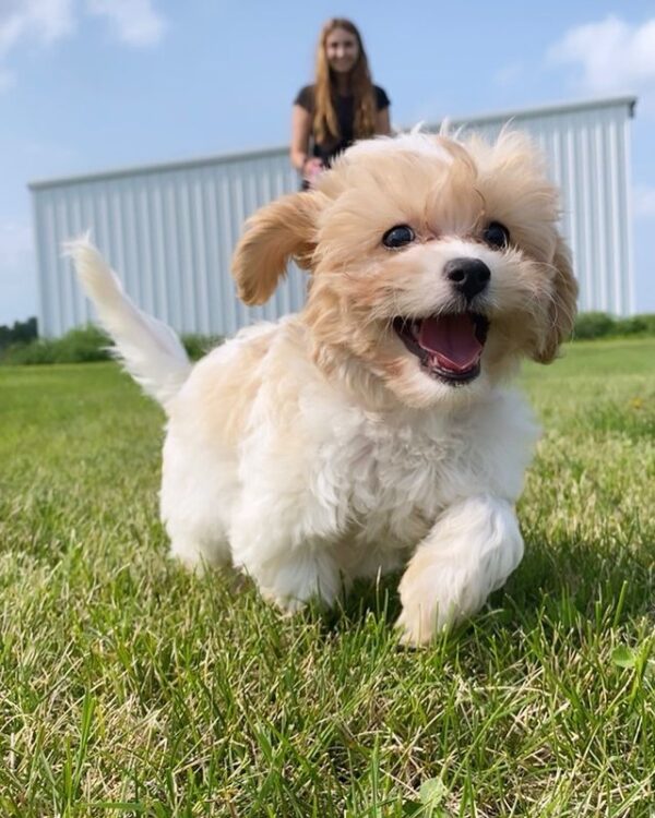 Cavapoo Puppies in Texas - Top 6 Breeders! - We Love Doodles
