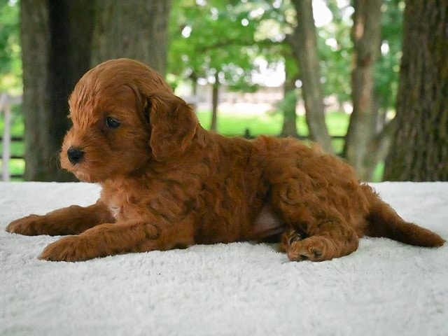 Goldendoodle Puppies In Virginia - Top 6 Breeders! - We Love Doodles