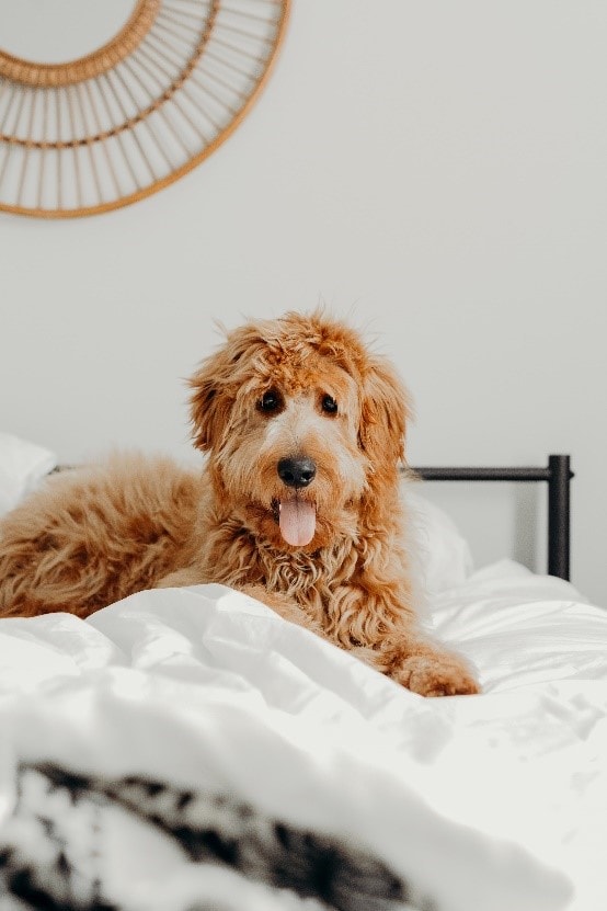 Goldendoodle Puppies in Arizona - Top 5 Breeders! - We Love Doodles